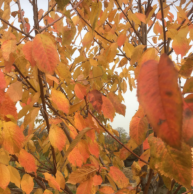 115 nuovi alberi nel parco… | Associazione Parco Segantini onlus